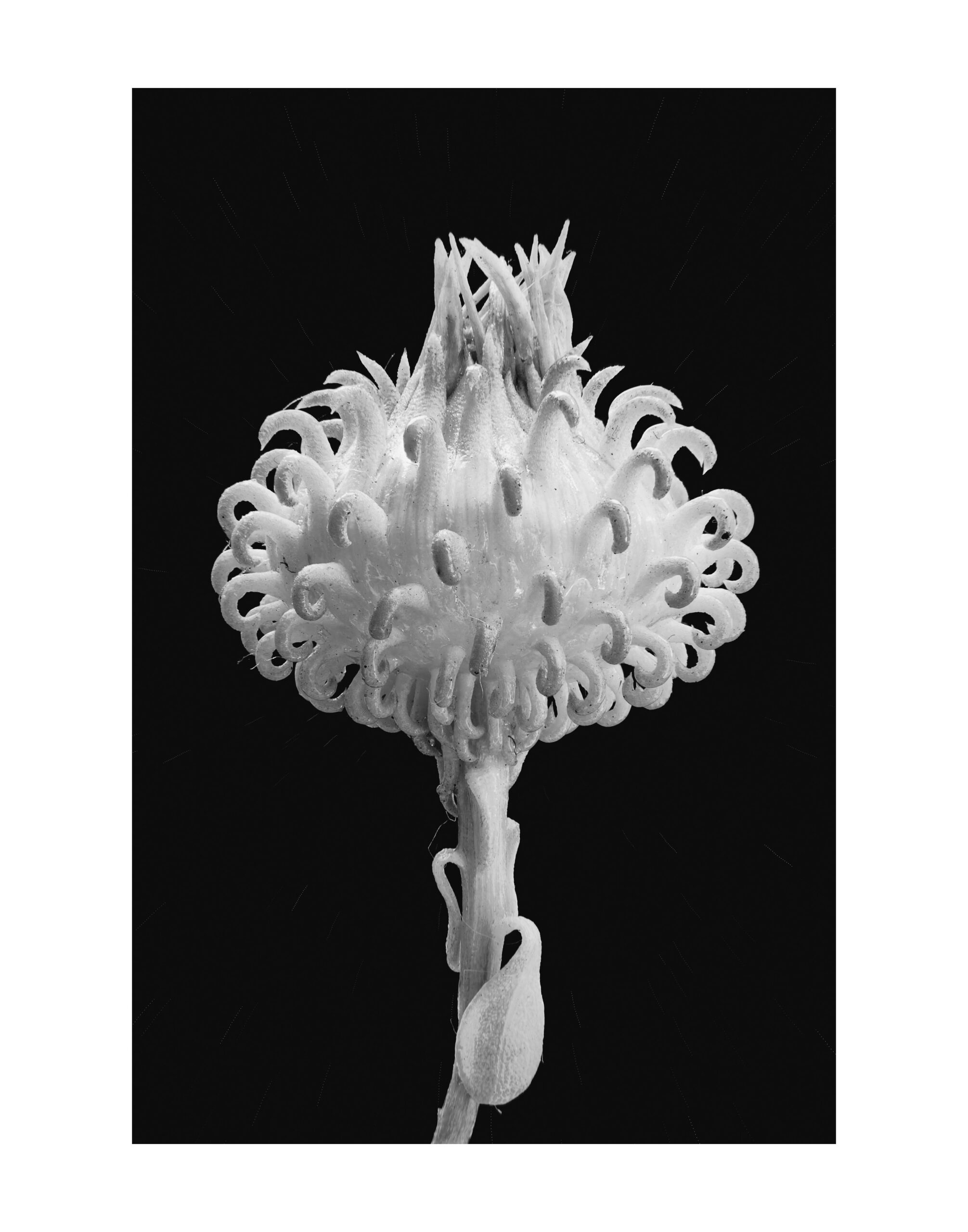 Linda Ellis – Gumweed #1 – Shop Broward Art Guild