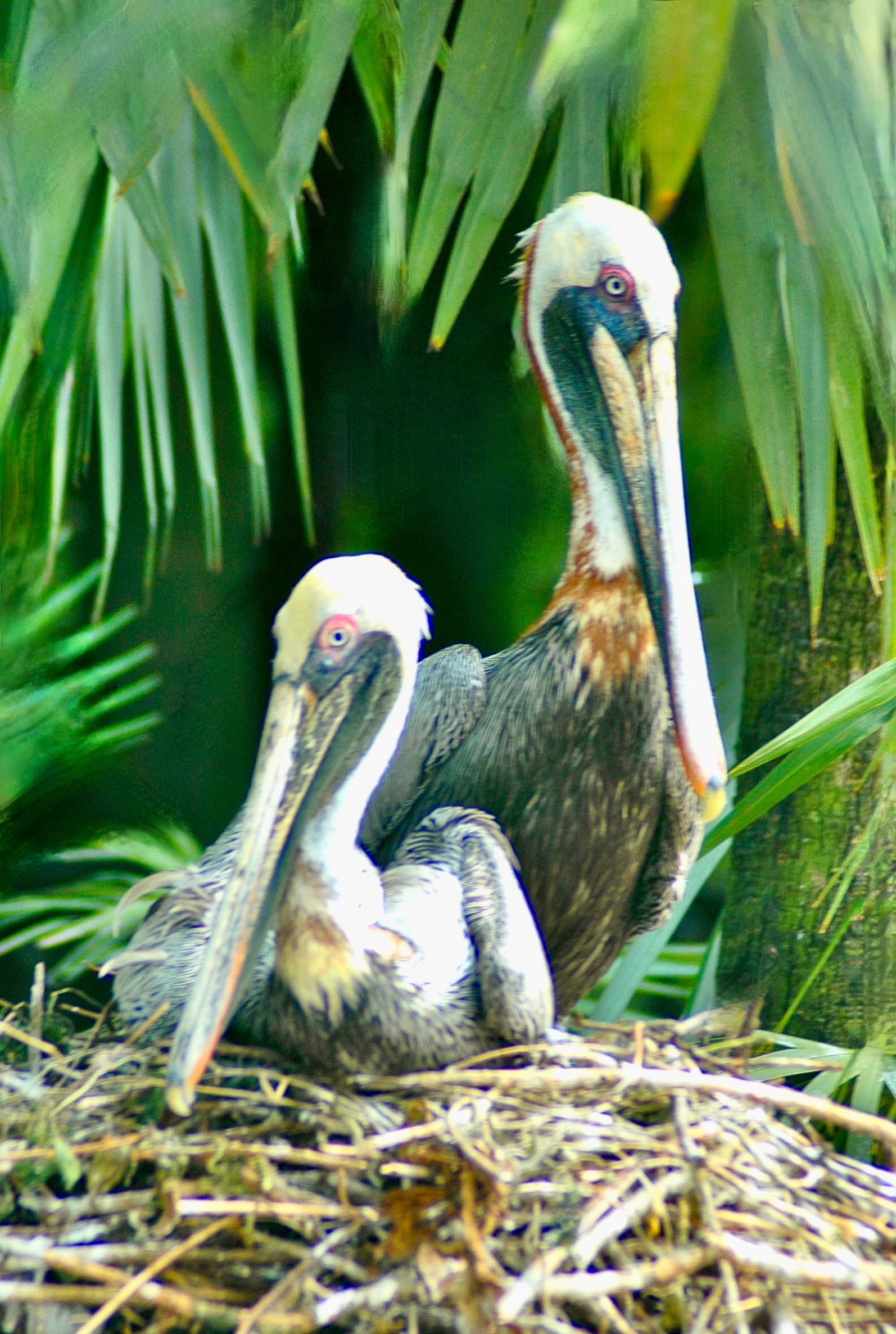Pelican Nest – Barbie-Lynn Pearson – Shop Broward Art Guild